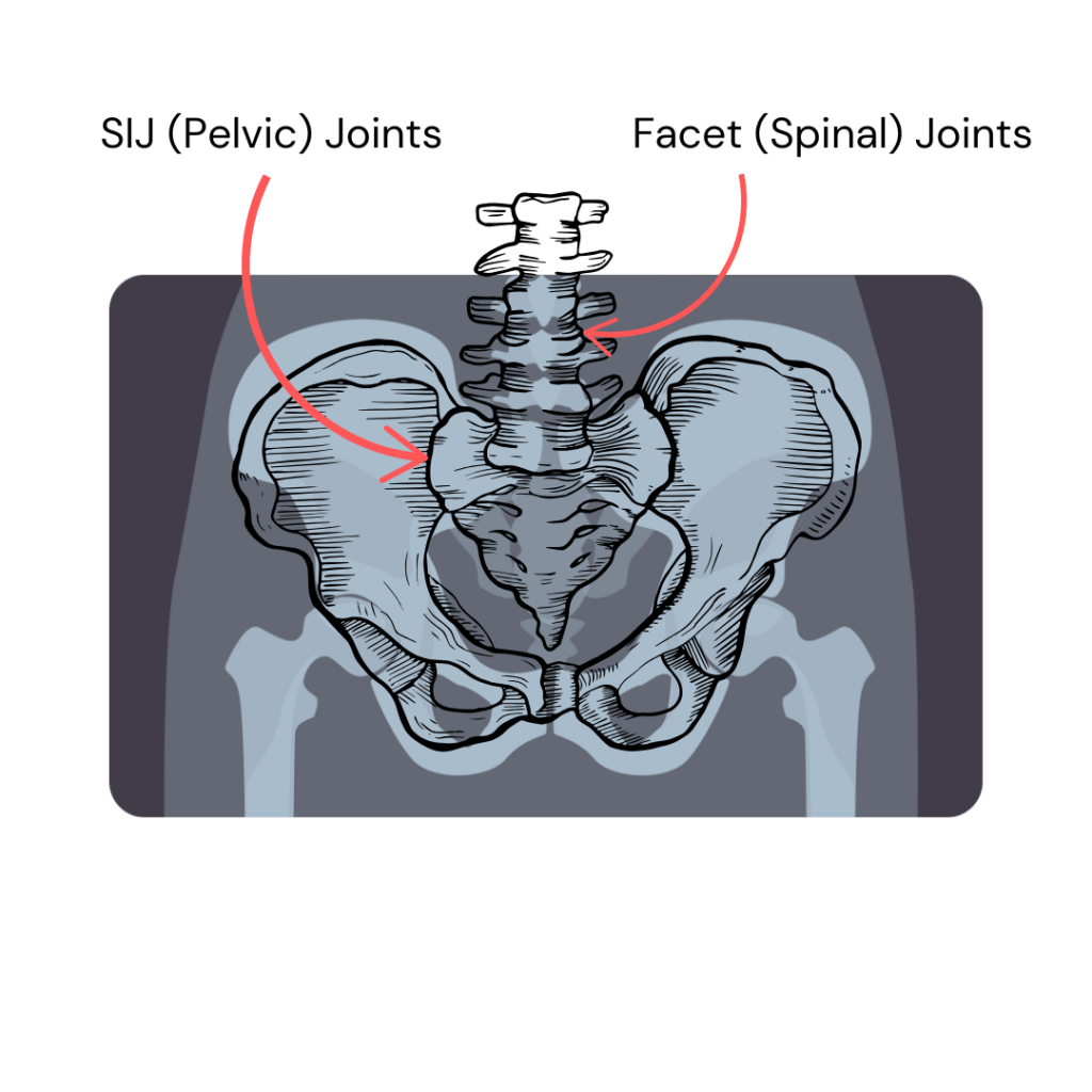 Joint Lower Back Pain - Chiro & Co.